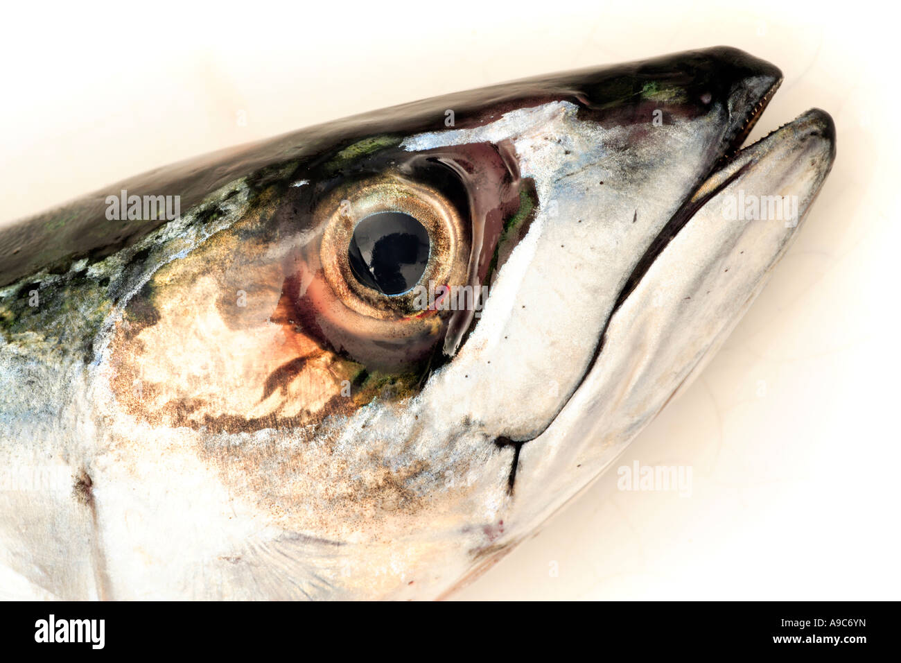 Mackerel Fish Head Stock Photo - Alamy