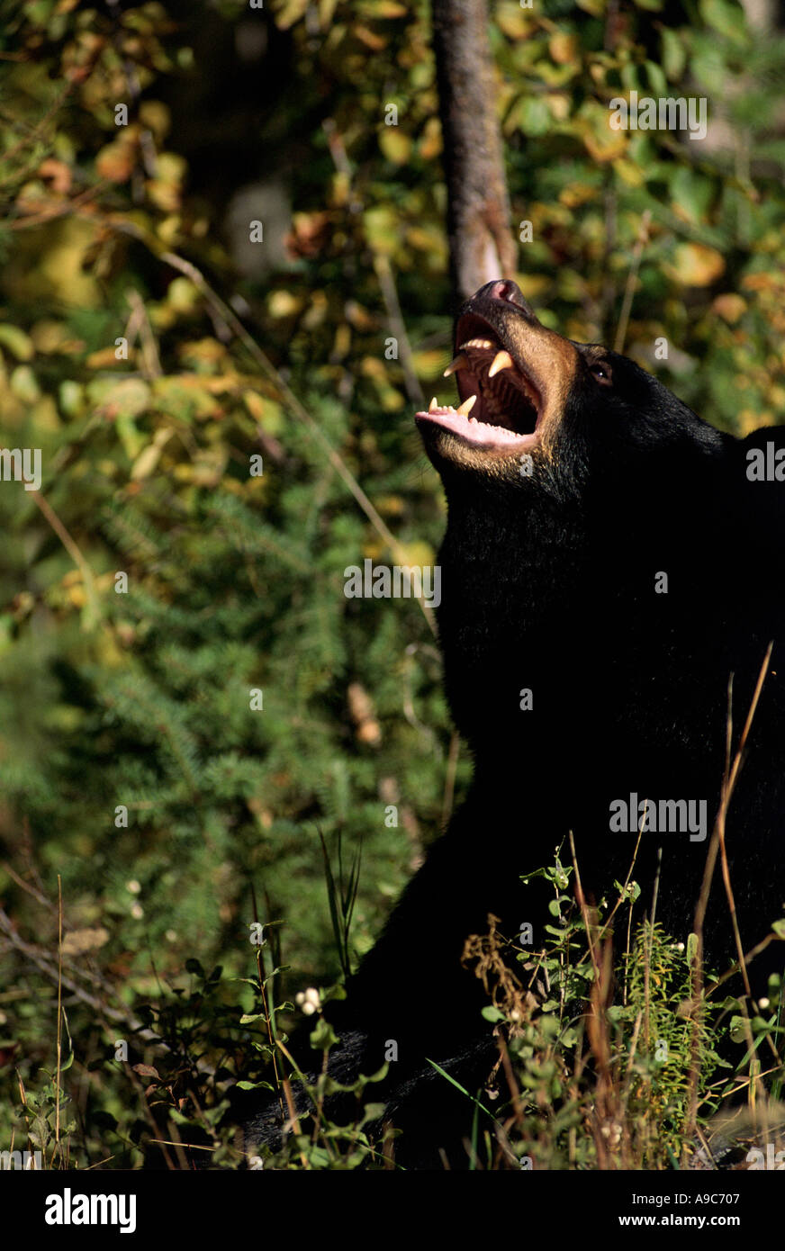Growling black bear hi-res stock photography and images - Alamy