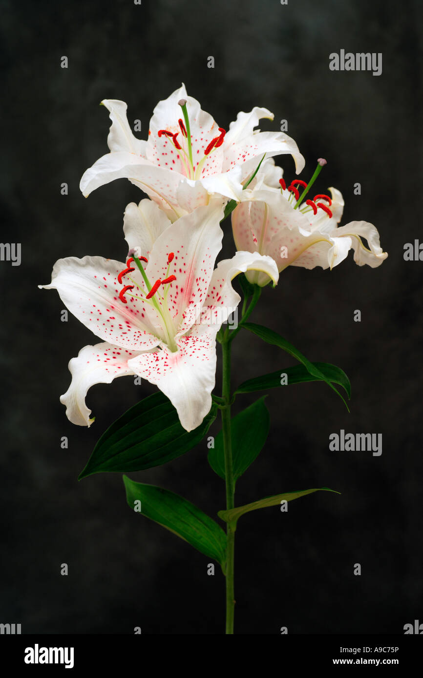 Lily reproduction hi-res stock photography and images - Alamy