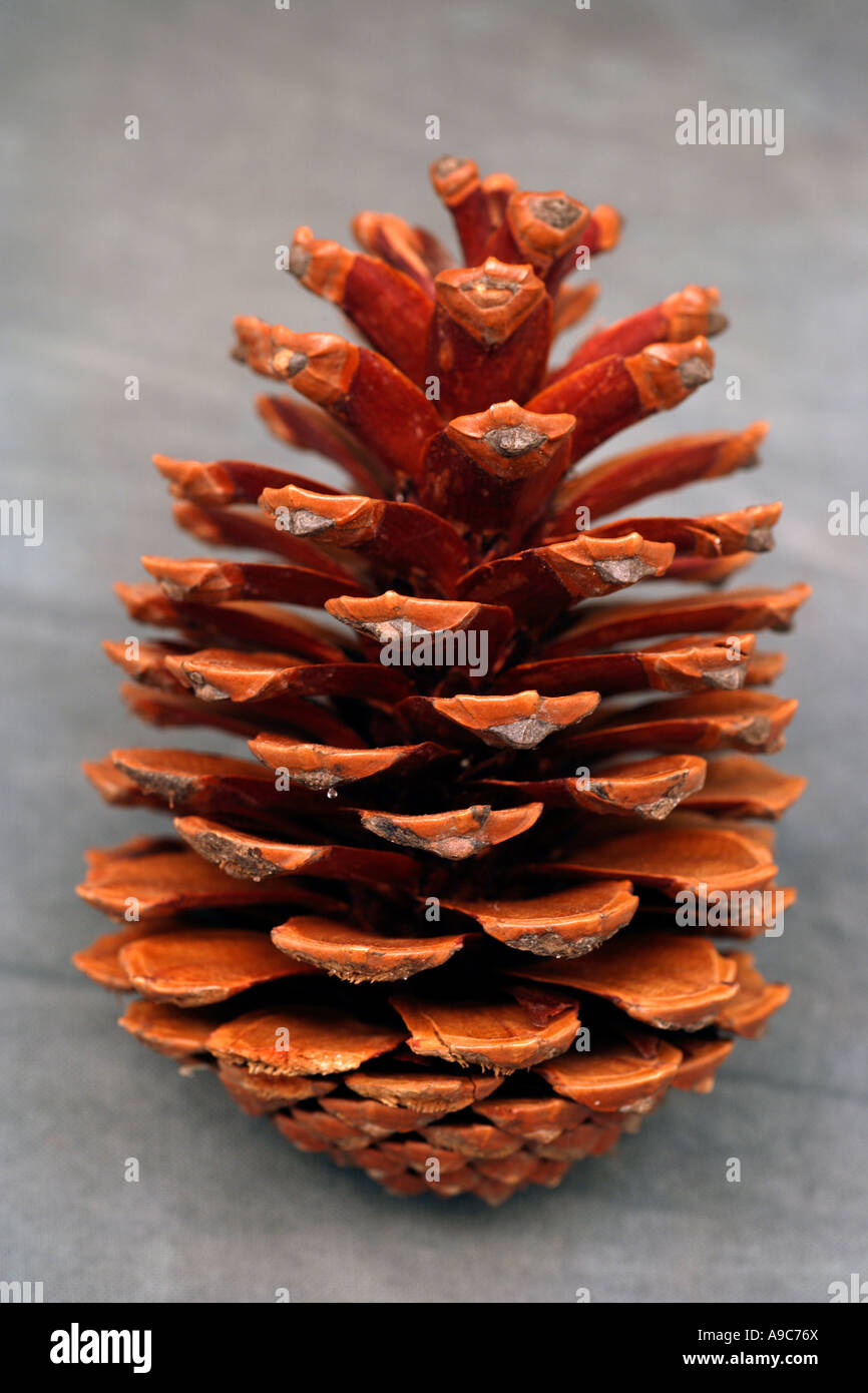 Detailed pine cone hi-res stock photography and images - Alamy