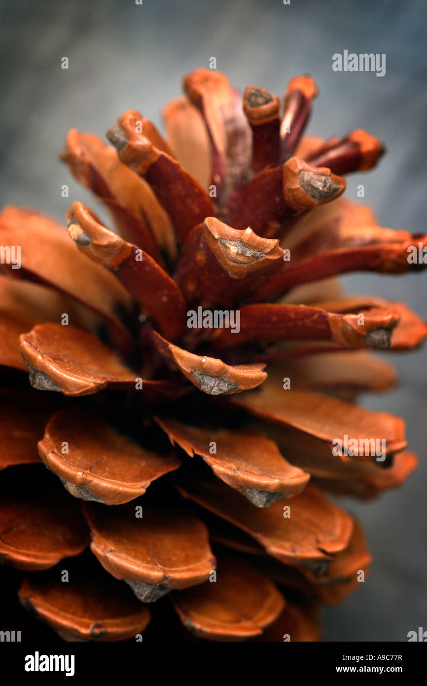 Conifer scale hi-res stock photography and images - Alamy