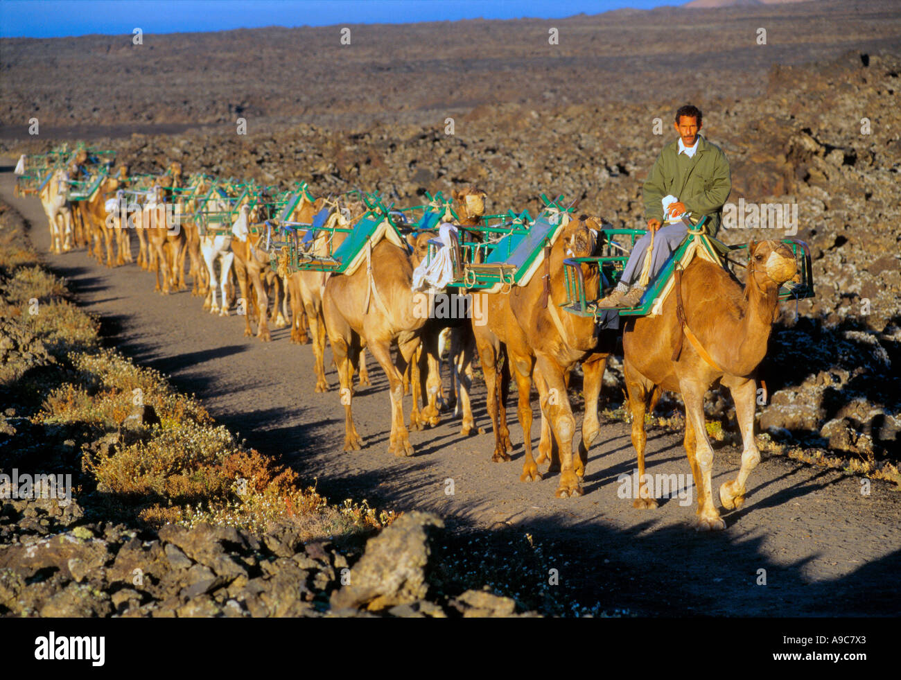 Camel team hi-res stock photography and images - Alamy