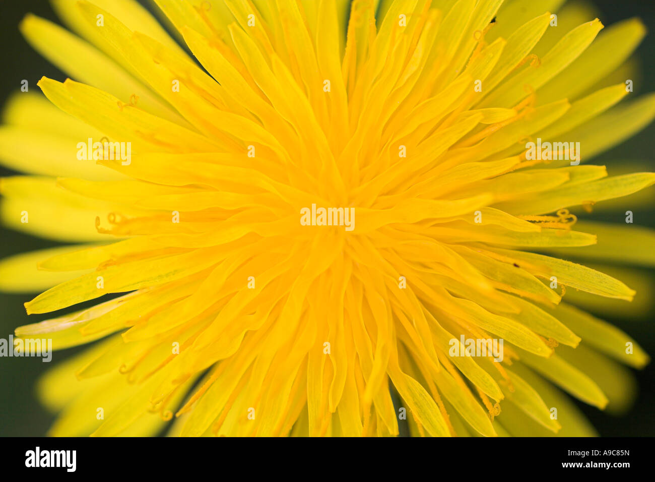 Lion tooth flower taraxacum hi-res stock photography and images - Alamy