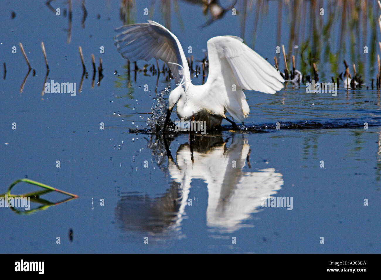 Little/Snowy Egret Egretta Garzetta Stock Photo - Alamy