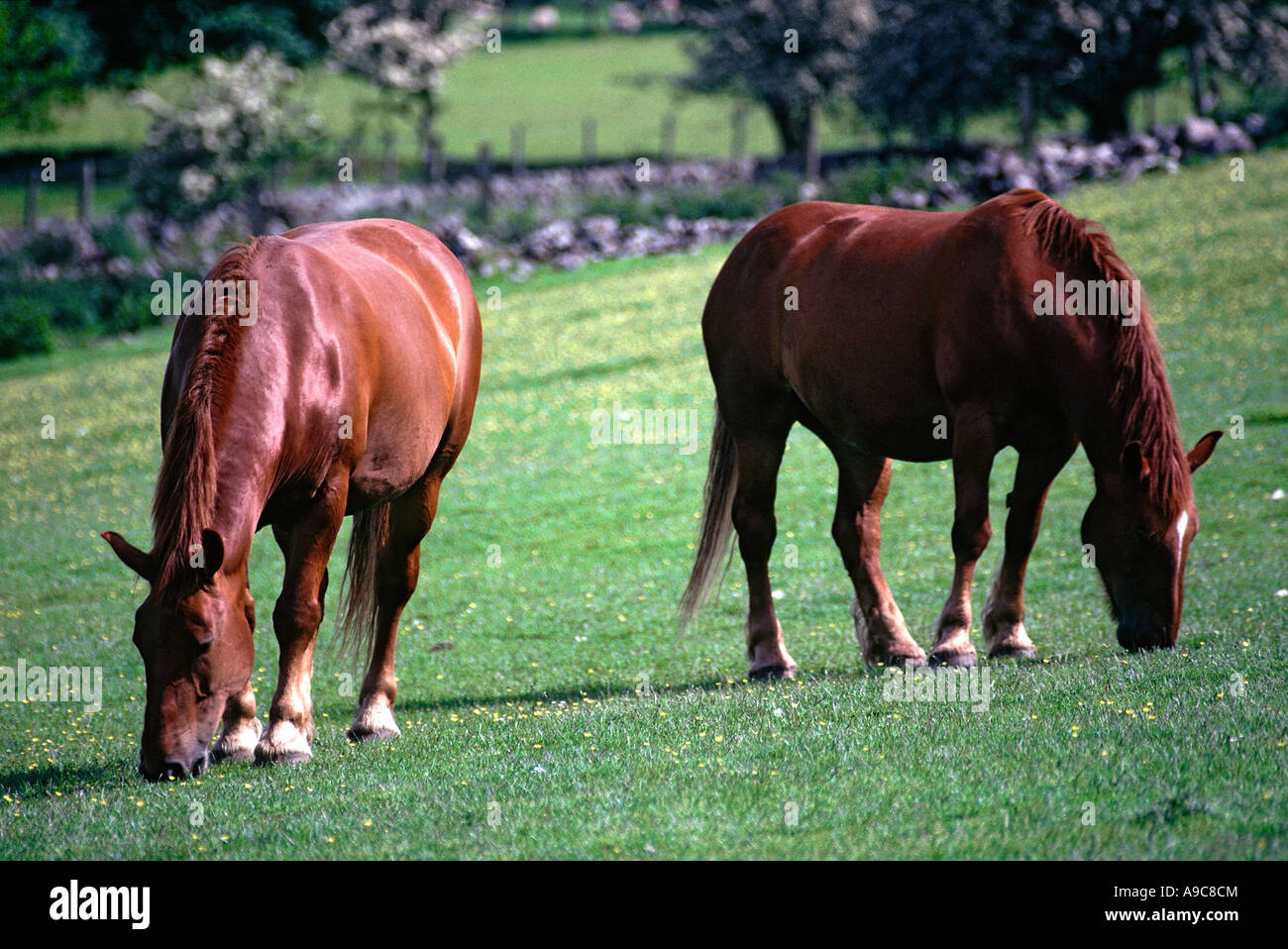 Suffolk Punch Shire Horses Stock Photo - Alamy