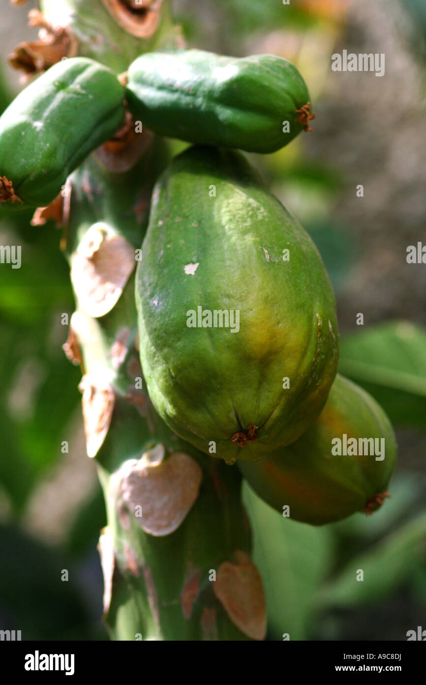 Mango on tree Stock Photo - Alamy