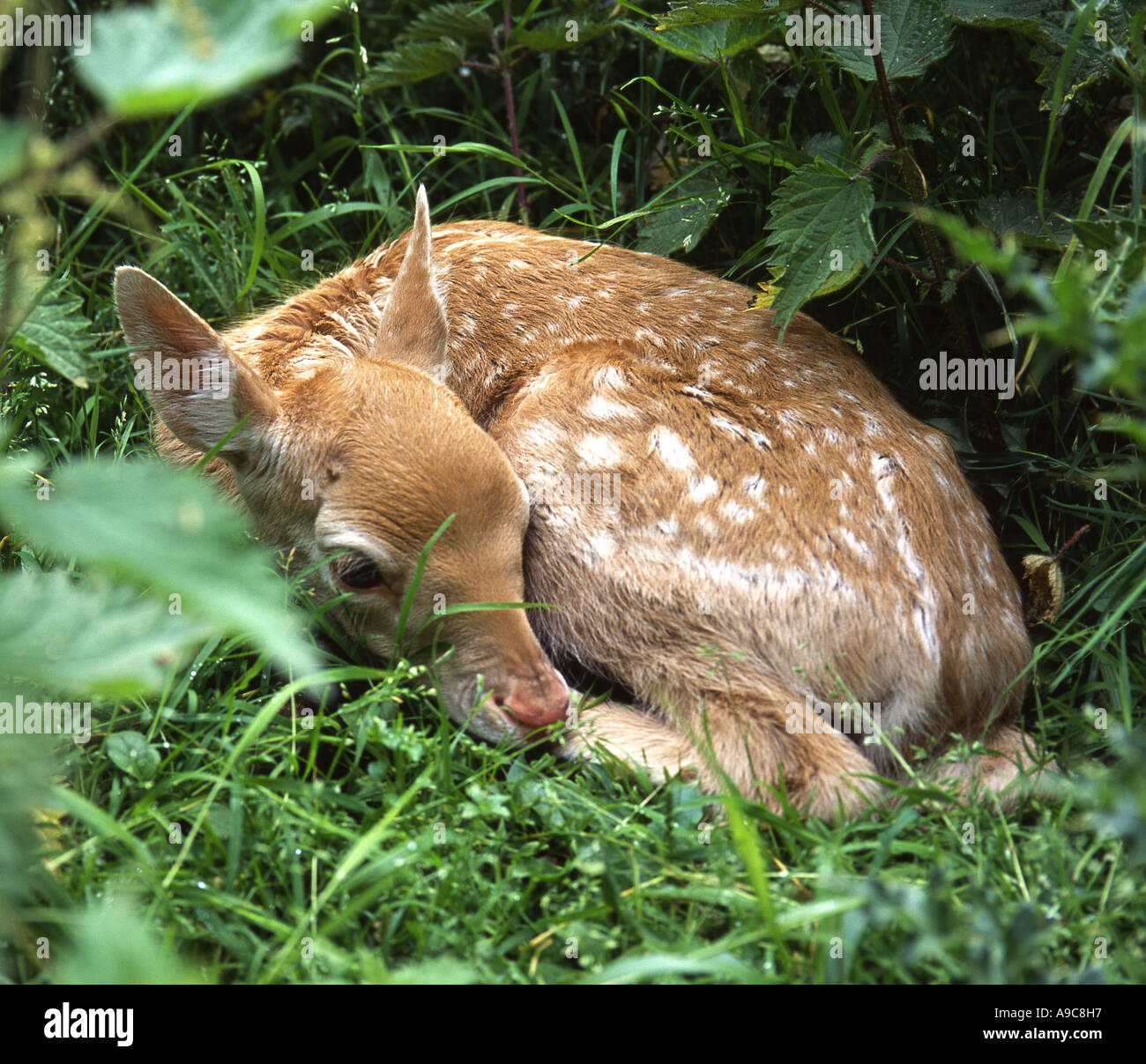Deer in norfolk hi-res stock photography and images - Alamy
