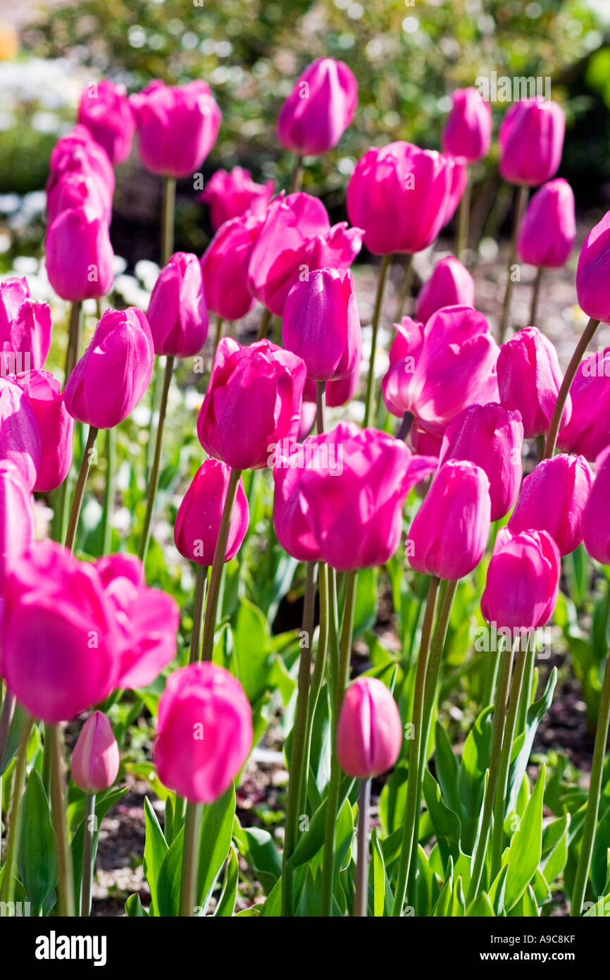 PinkTulips In Spring Stock Photo - Alamy