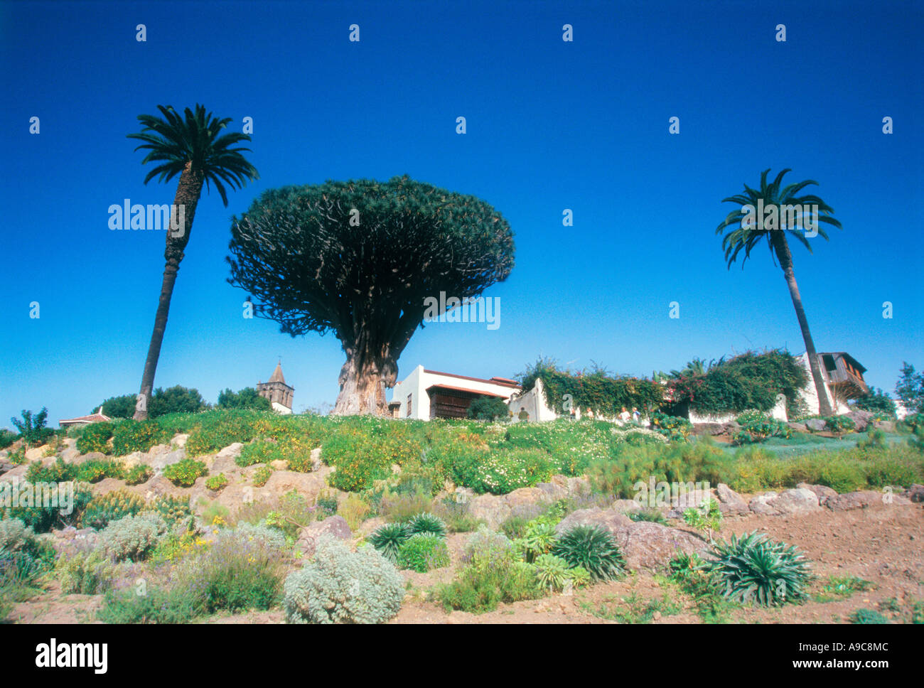 Icod de los Vinos Drago Milenario dragon tree thousand years old ...