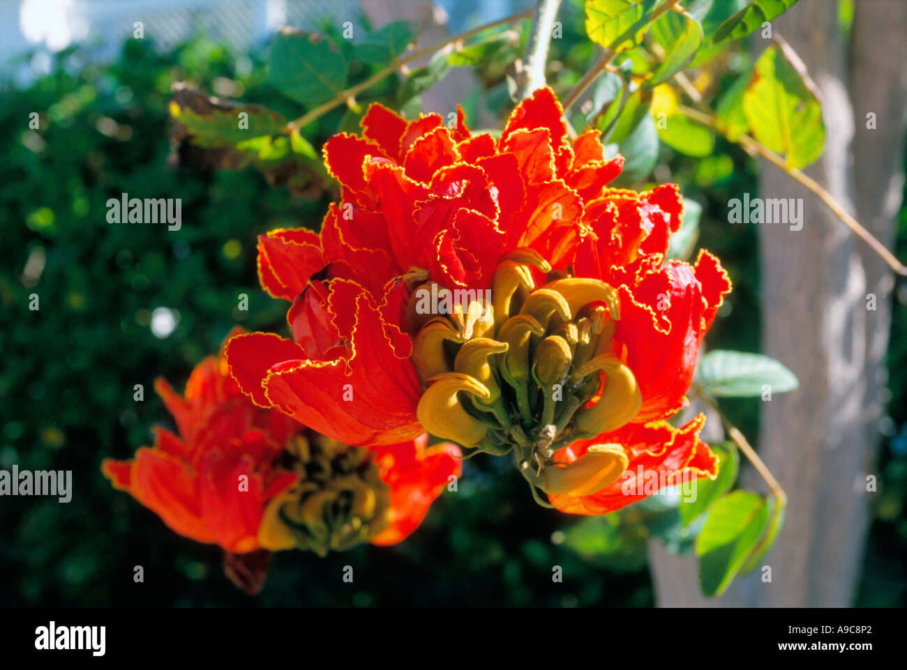 Tropical wild flower, Royal Poinciana, Flamboyant Tree, Flame Tree ...