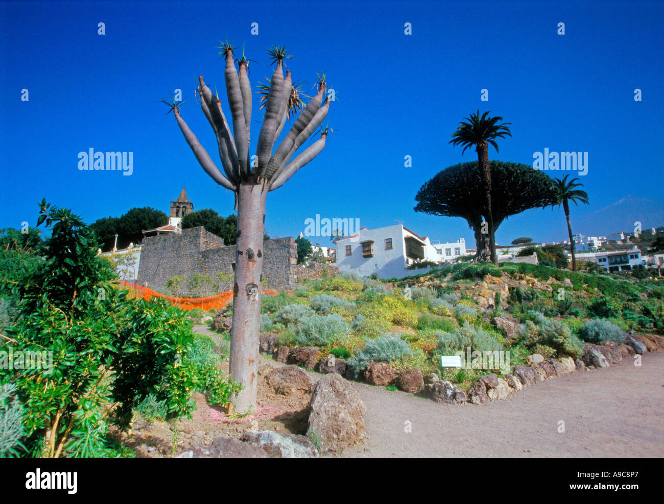 Icod de los Vinos Drago Milenario dragon tree Tenerife island canaria ...