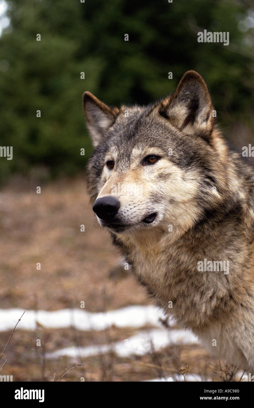 Close up head shot grey wolf hi-res stock photography and images - Alamy
