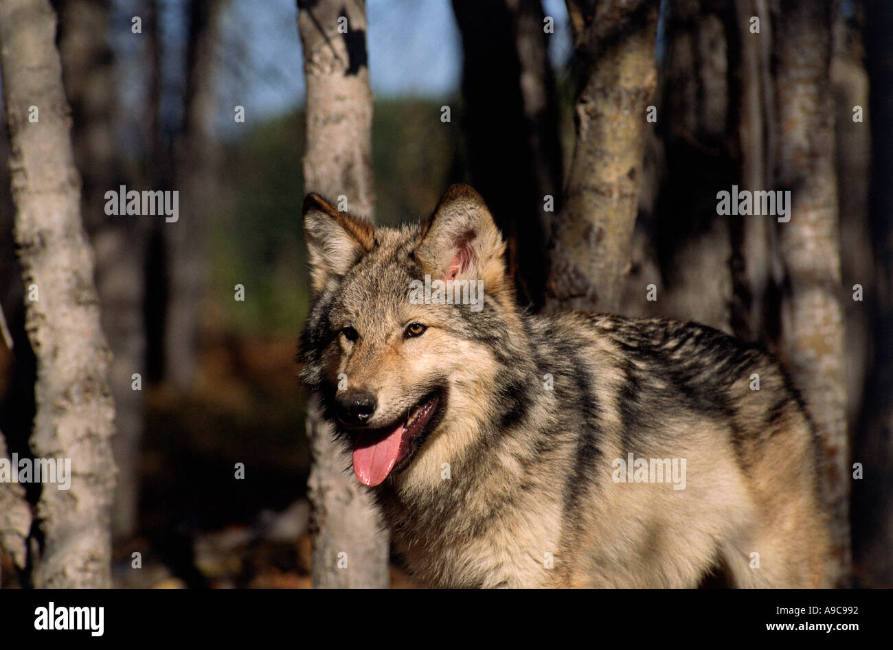 Five wolf cubs hi-res stock photography and images - Alamy