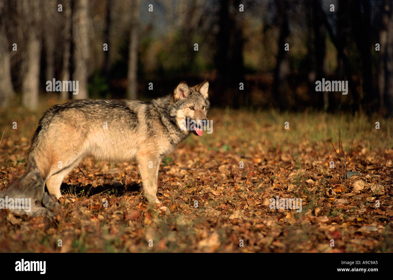 Five wolf cubs hi-res stock photography and images - Alamy