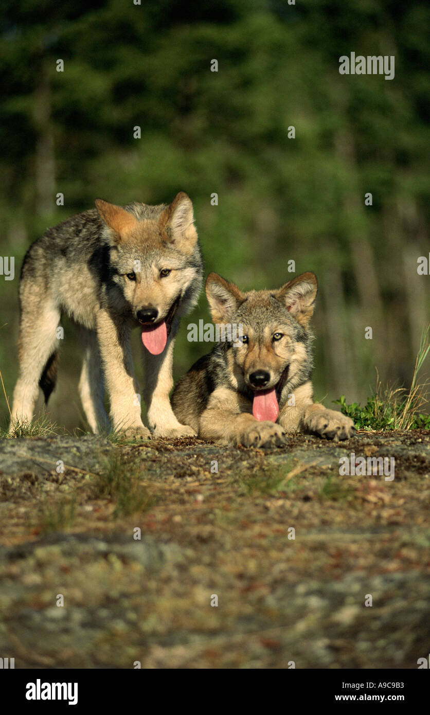 Wolf pair and pups hi-res stock photography and images - Alamy