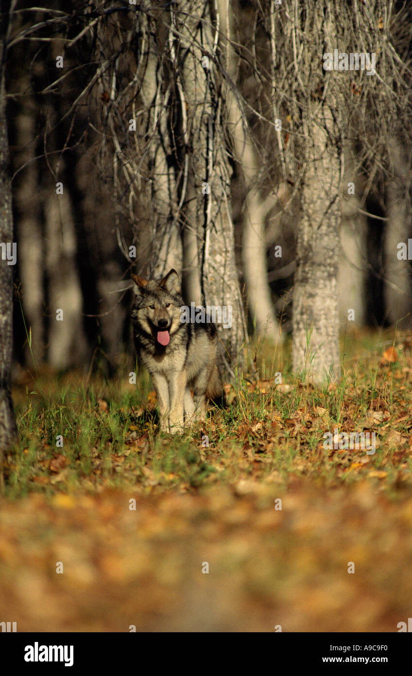 Five wolf cubs hi-res stock photography and images - Alamy