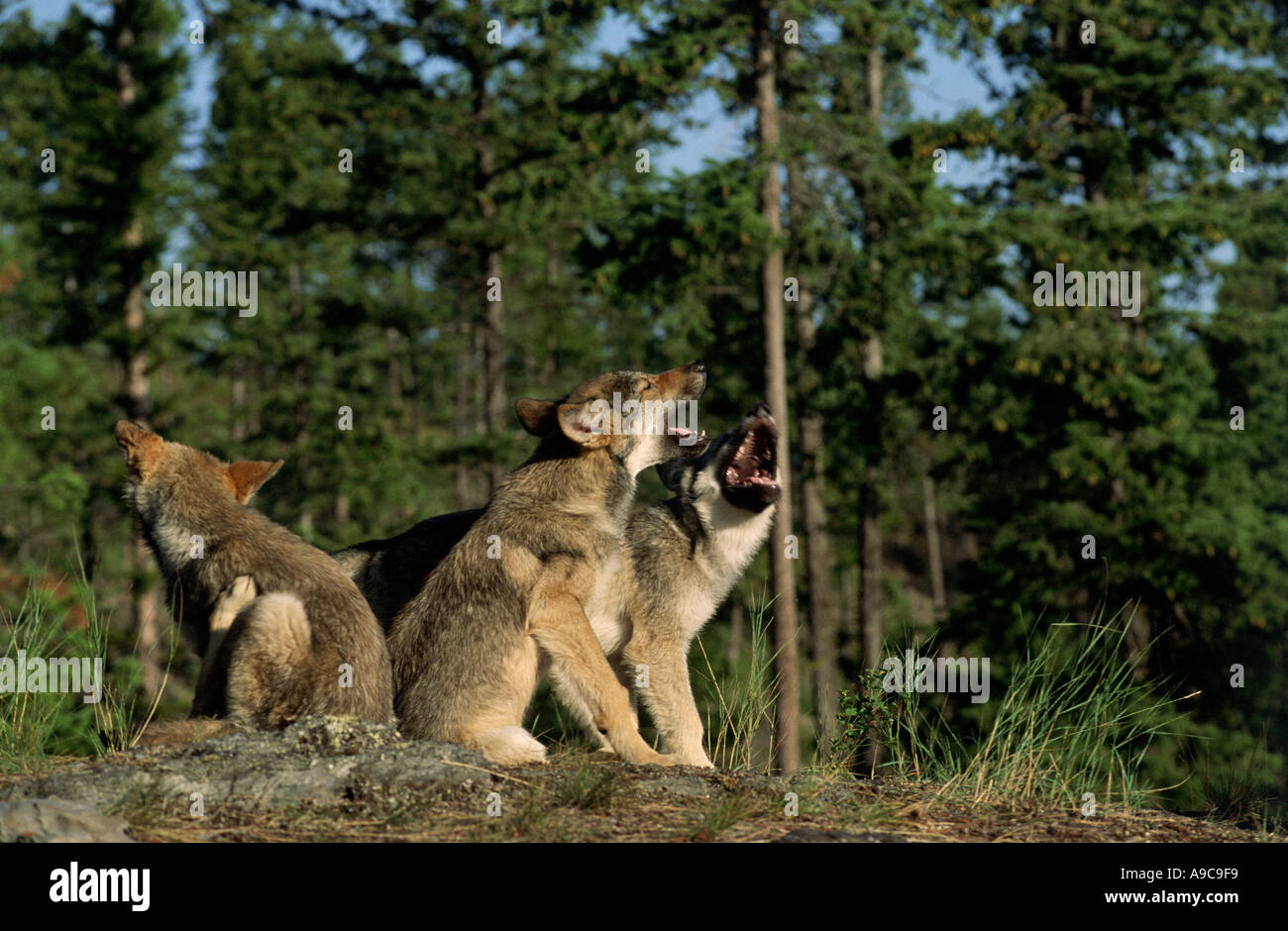 Howling wolf cub hi-res stock photography and images - Alamy