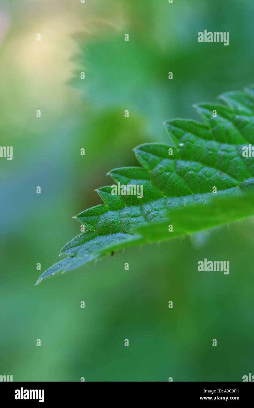 Species of nettle hi-res stock photography and images - Alamy