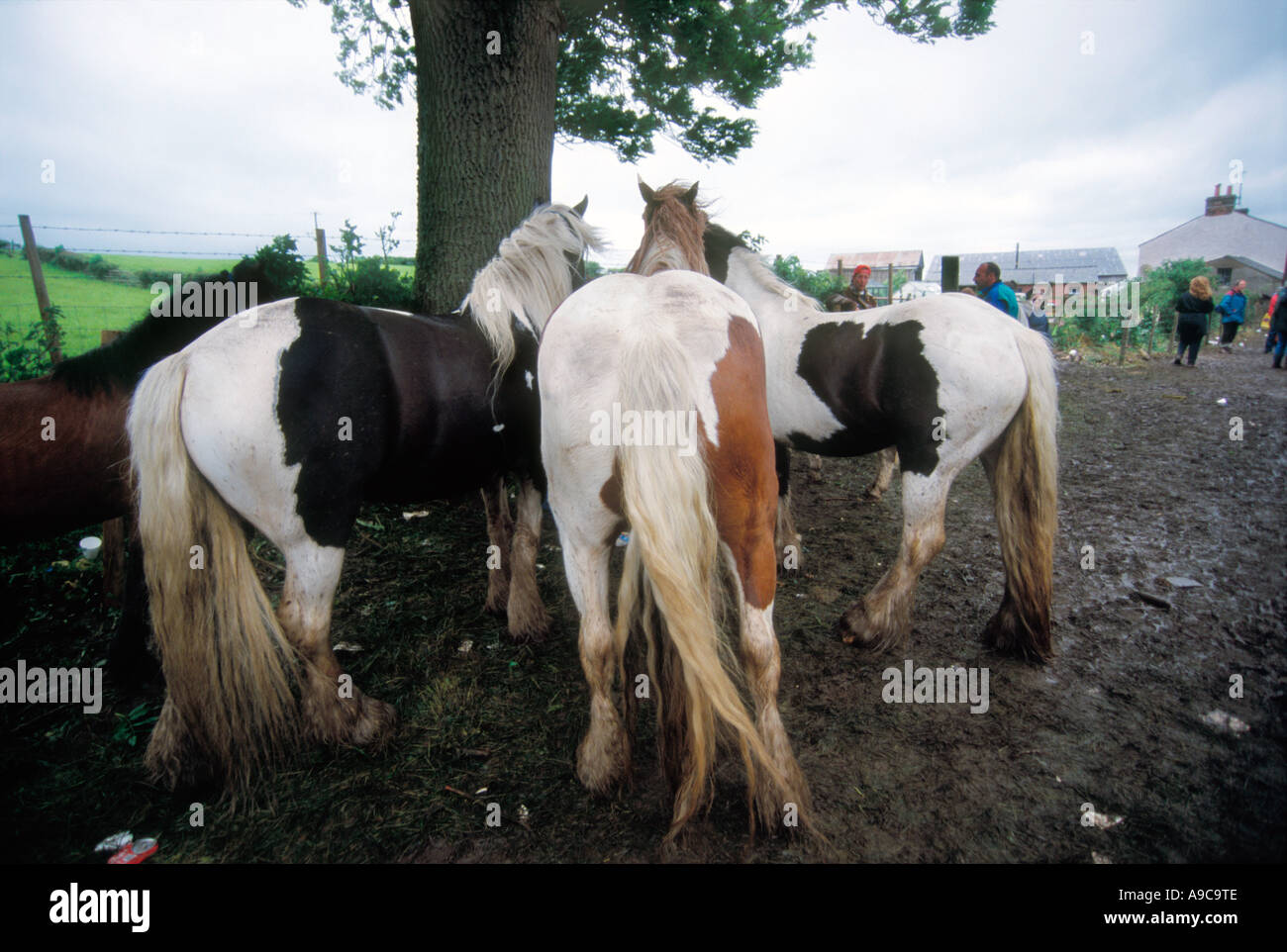 Appleby gypsy horse fair England Stock Photo - Alamy