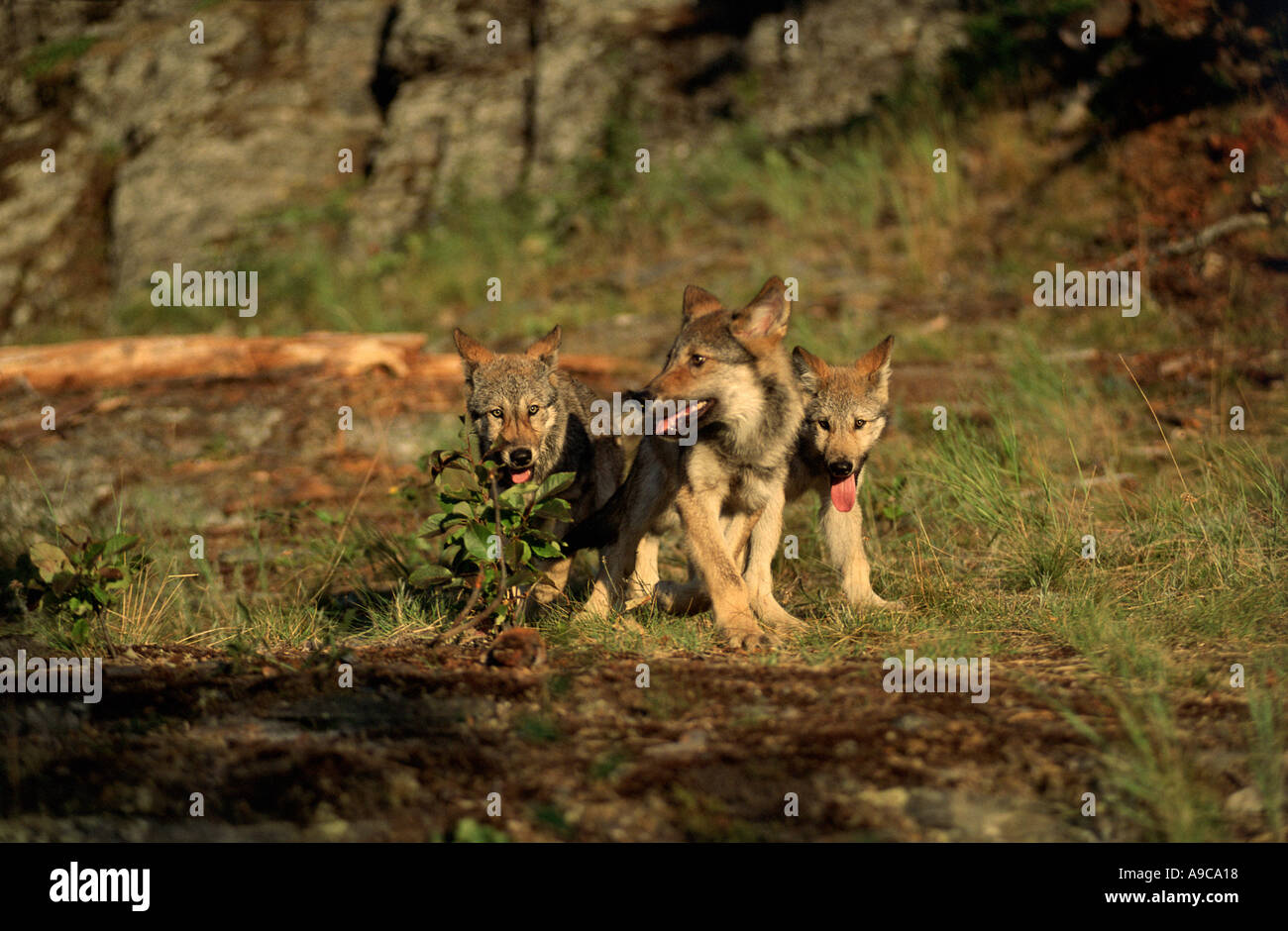 Wolf pair and pups hi-res stock photography and images - Alamy