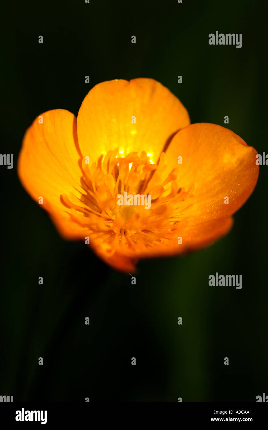 Buttercup close up Stock Photo - Alamy