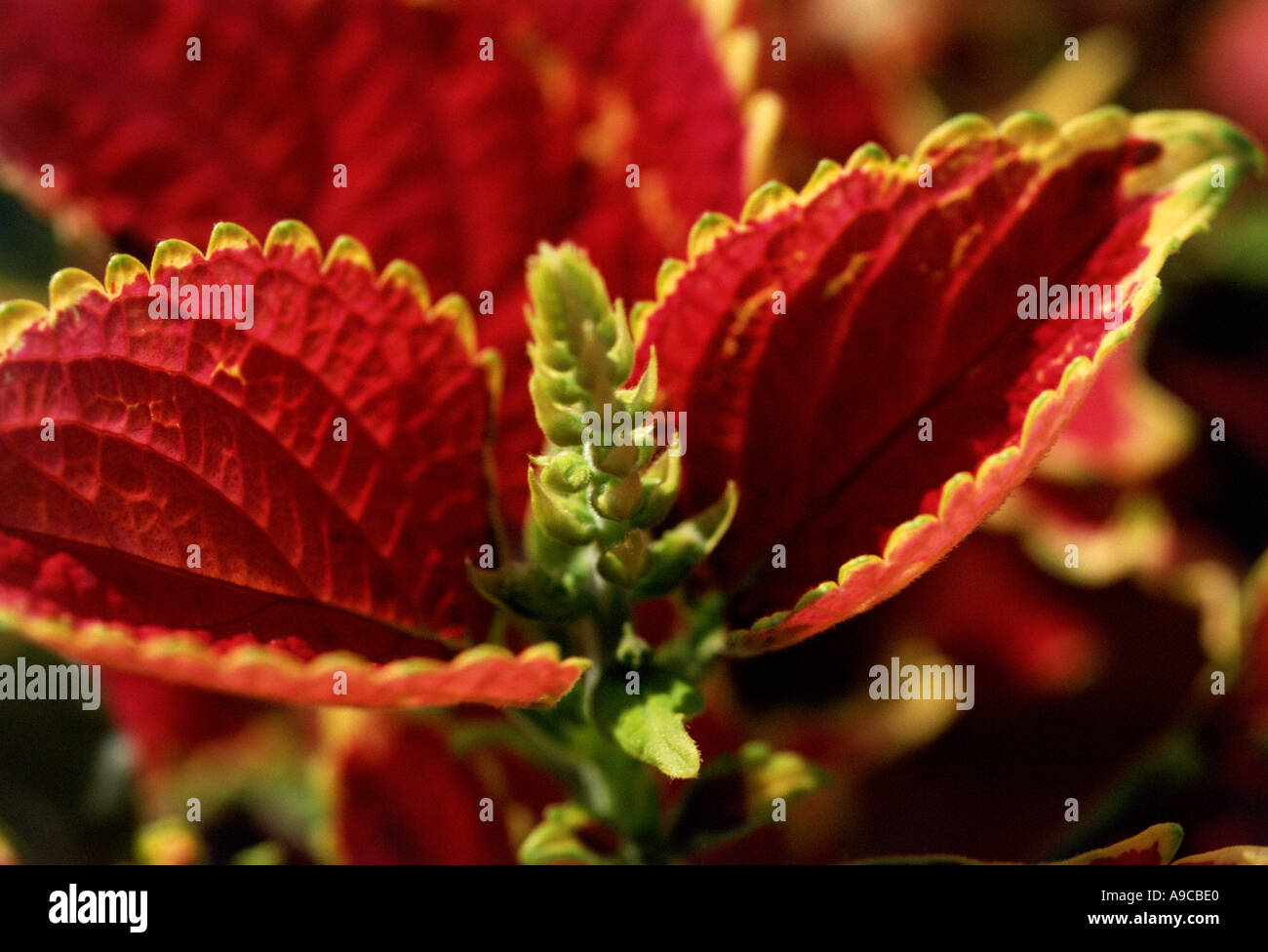 Coleus images hi-res stock photography and images - Alamy
