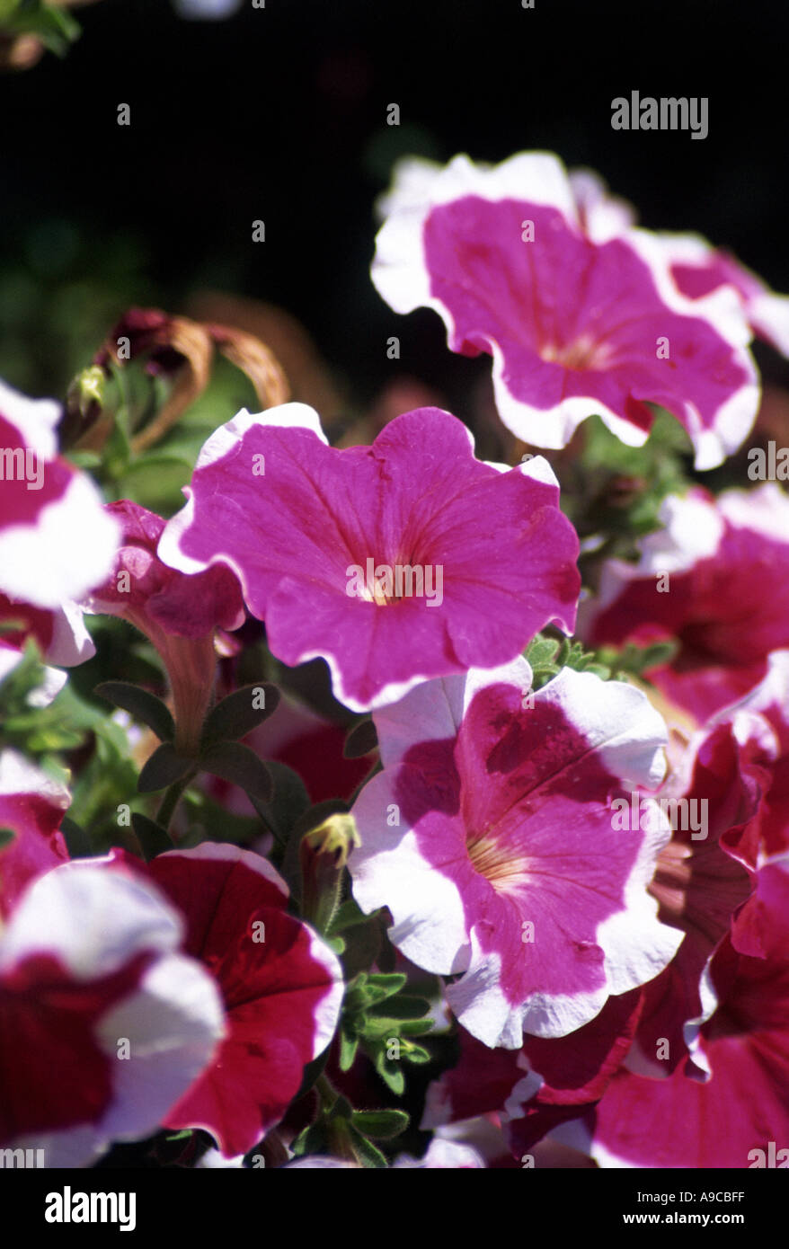 Petunia images hi-res stock photography and images - Alamy