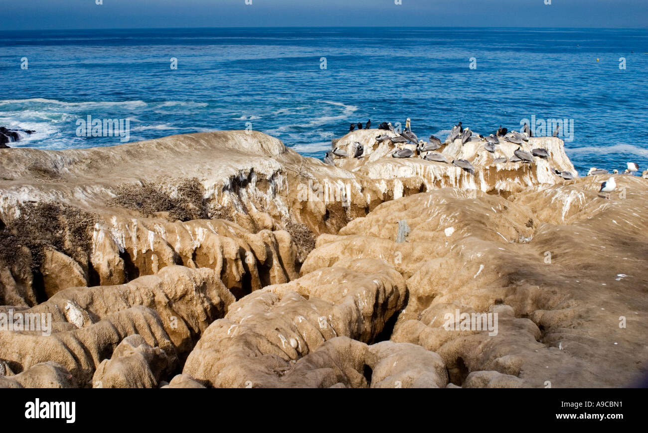 Pelican overlooking beach hi-res stock photography and images - Alamy