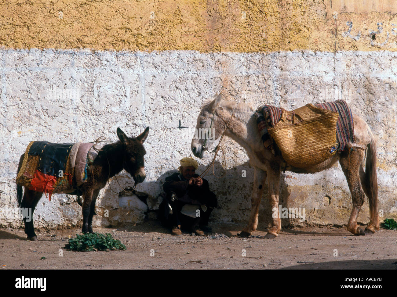 Donkey with its master Fes Morocco Stock Photo - Alamy