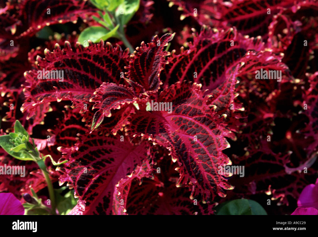 Coleus images hi-res stock photography and images - Alamy