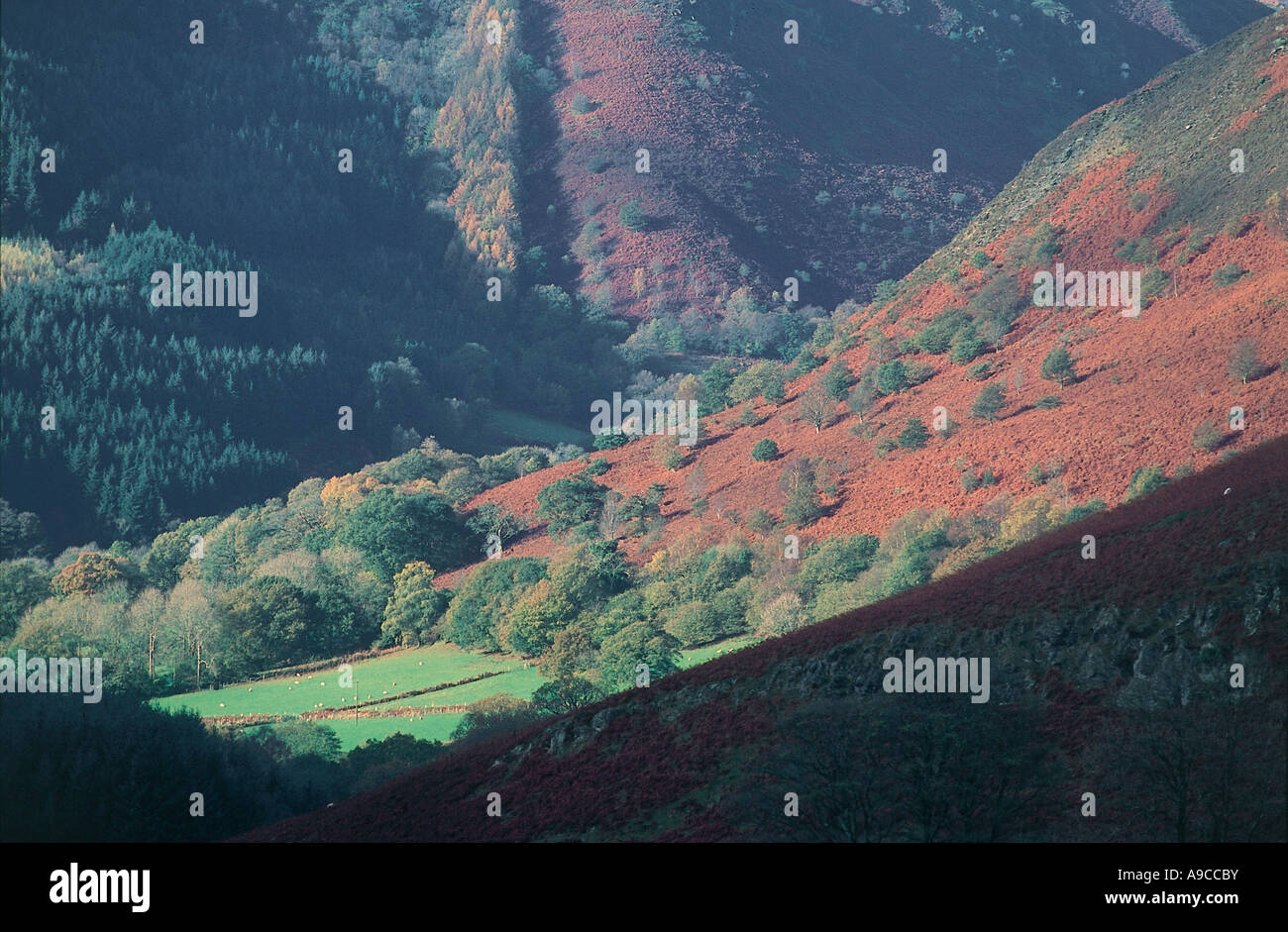 Tywi forest hi-res stock photography and images - Alamy