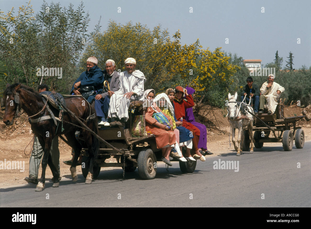 Group of Moroccan go home riding donkey Morocco Stock Photo - Alamy