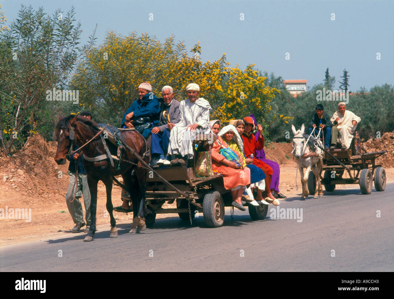 African donkey morocco moroccan desert hi-res stock photography and ...