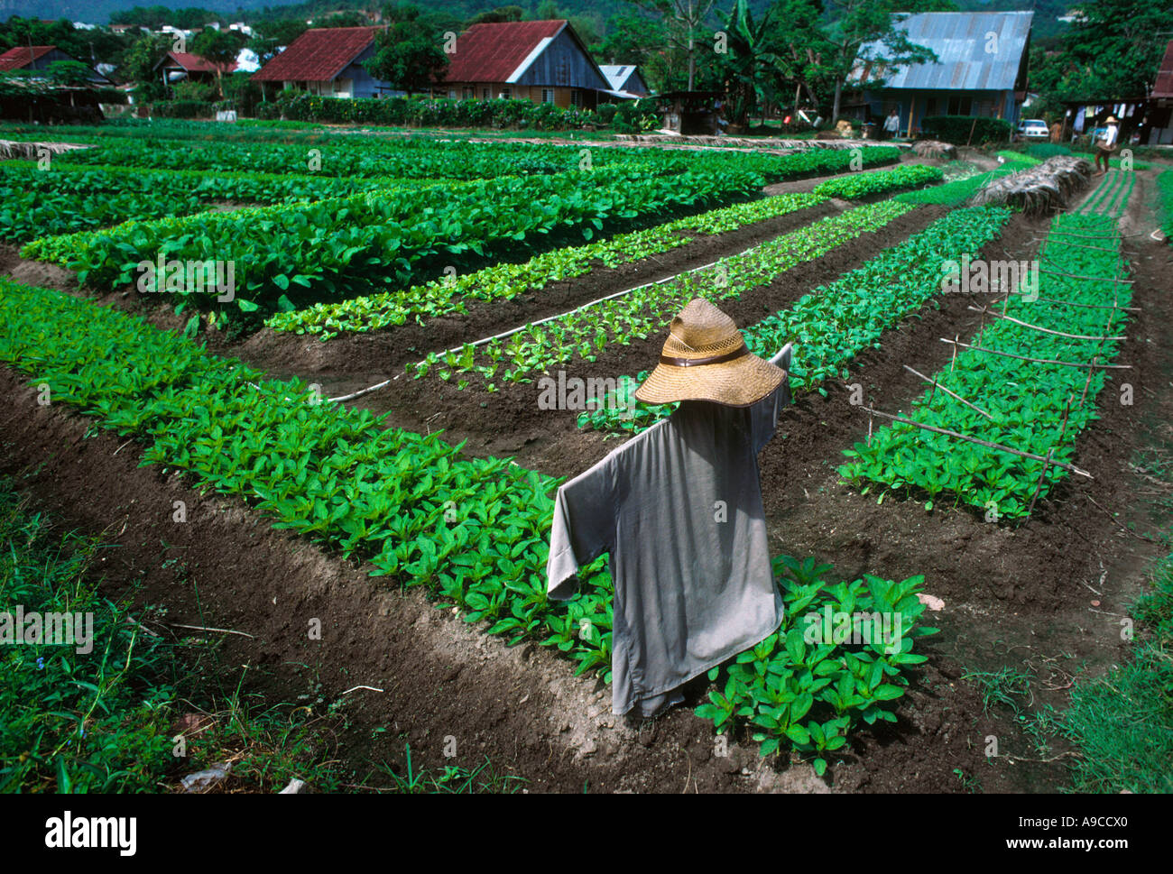 Farm in kota bahru Malaysia Stock Photo - Alamy