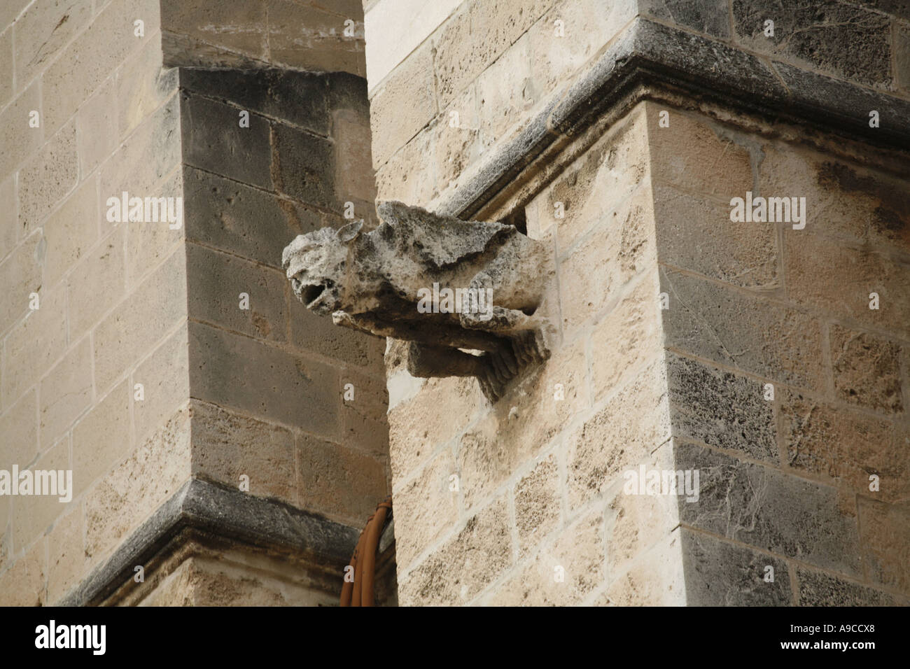 Gargoyle on the side of Palma Cathedral Stock Photo - Alamy