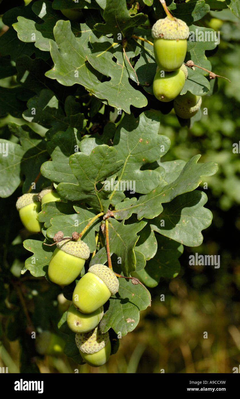 Cluster of Acorns on English or Pendunculate Oak, Quercus Robur Stock ...