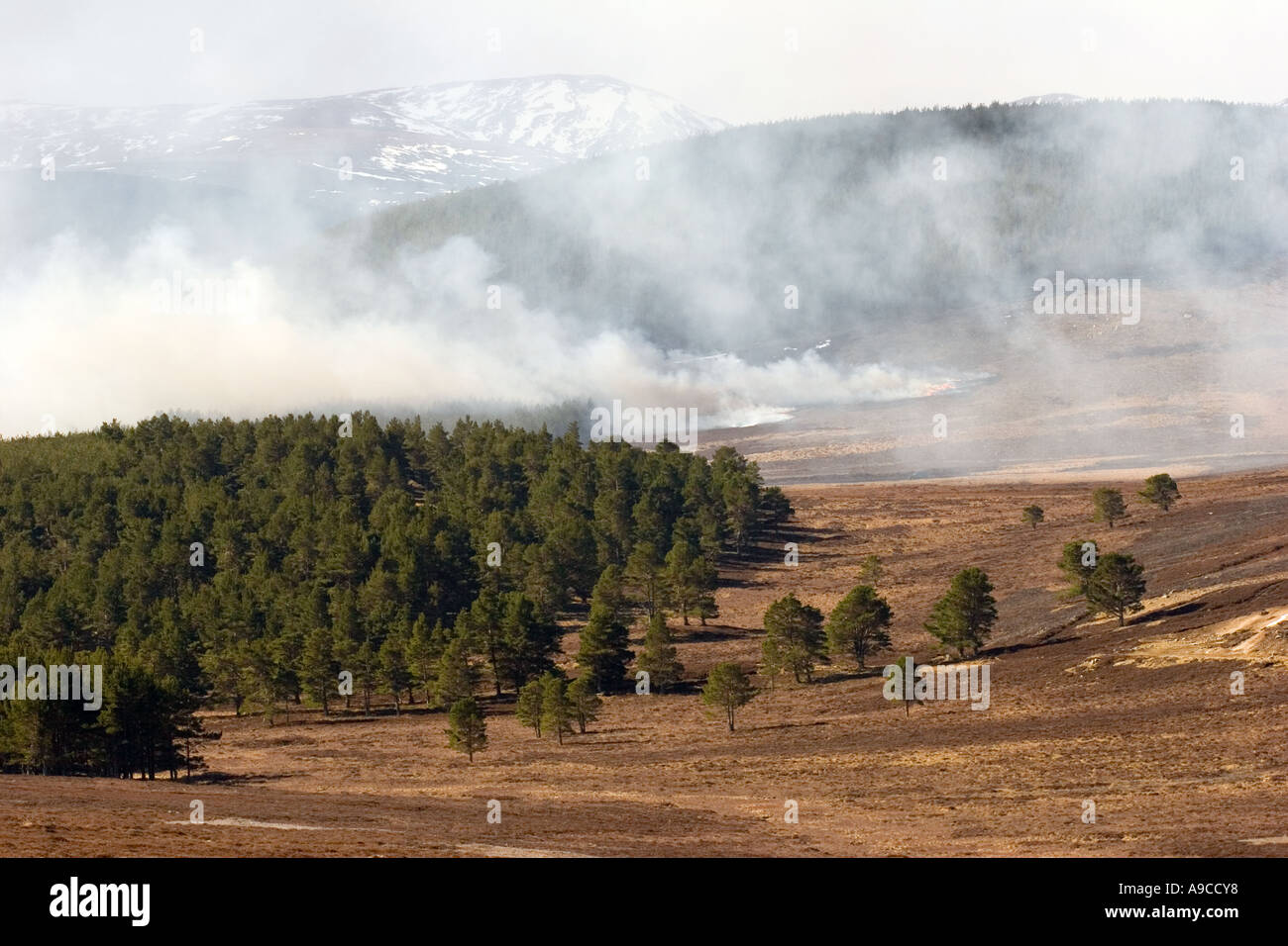 Heather burning on Scottish heather moors Lochnagar area north-east ...