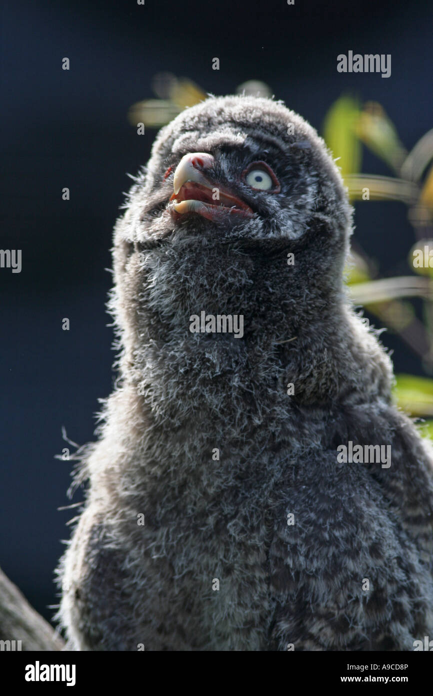 Great grey owl chick Stock Photo - Alamy