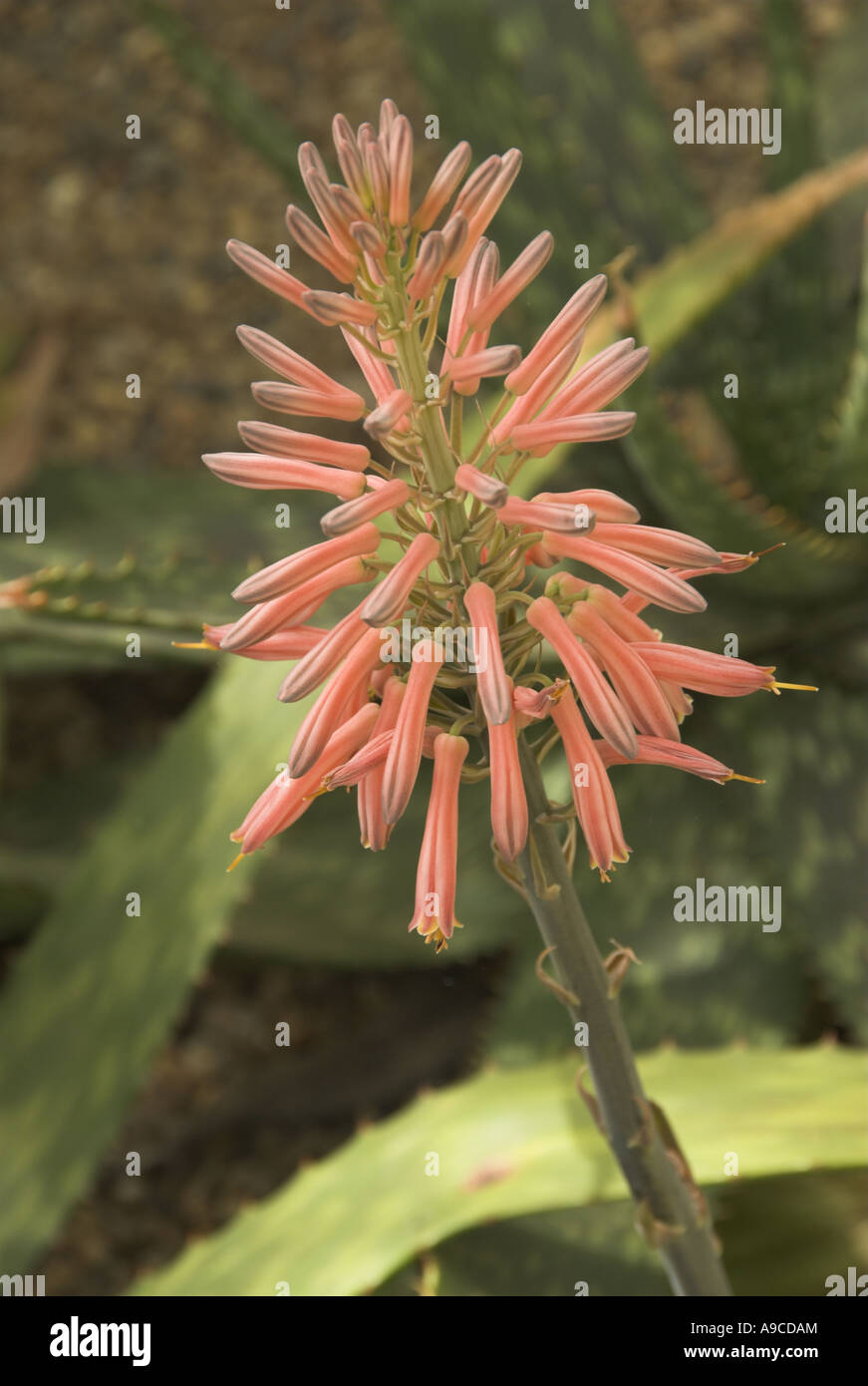 Aloe Fosteri flower spike in hot house Stock Photo - Alamy