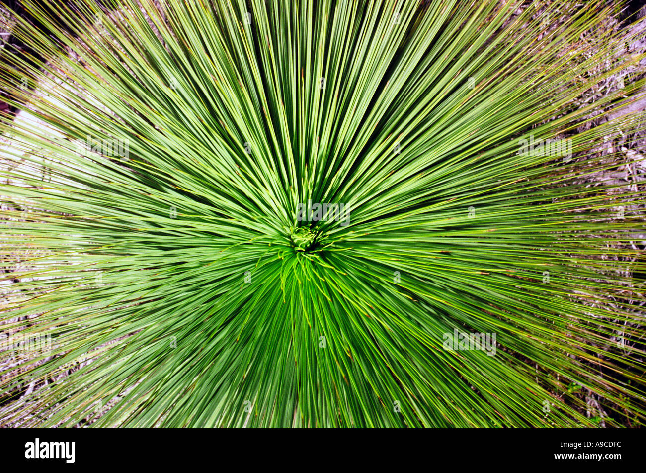 Plant from above near Bondi beach Australia Stock Photo - Alamy