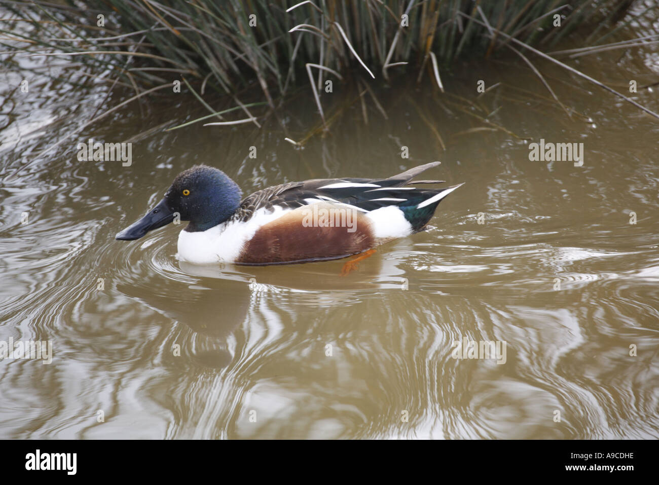 Male Shoveller duck Anas clypeata at Albufera nature reserve Mallorca ...