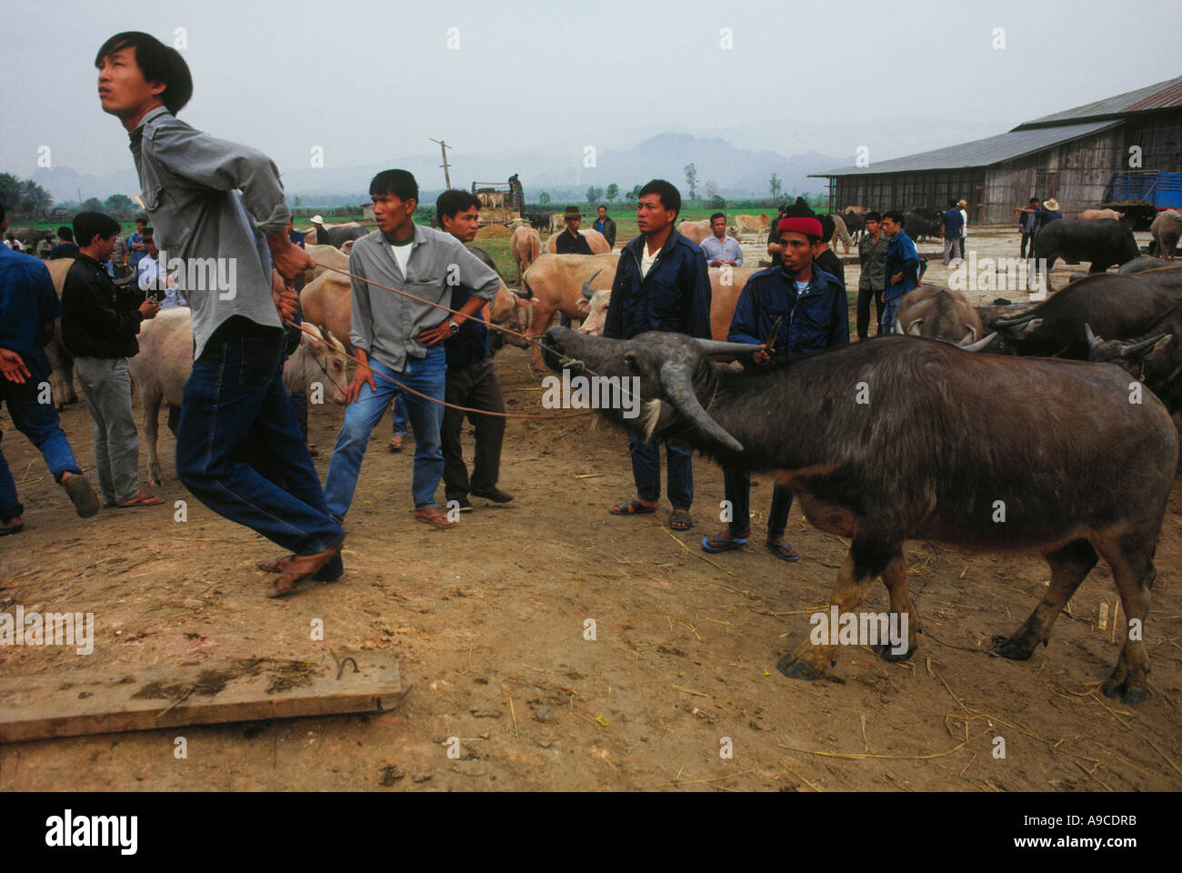 Weekend cow auction Chiang Rai Thailand Stock Photo - Alamy