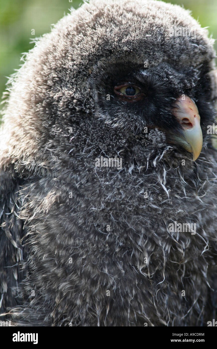 Juvenile great grey owl hi-res stock photography and images - Alamy
