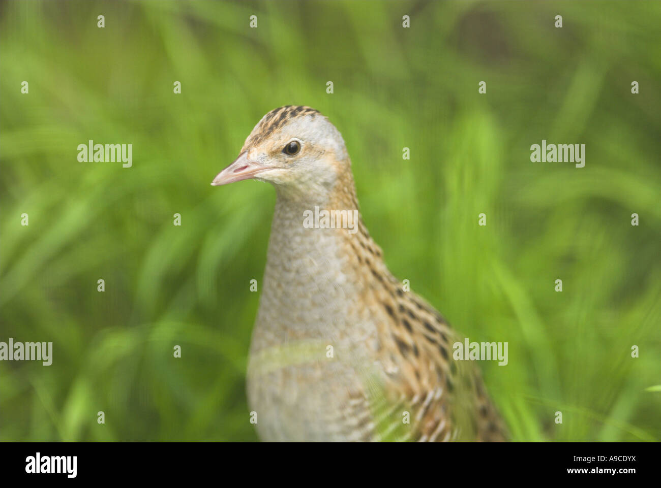 Corncrake crex crex in grassy vegetation UK April Stock Photo - Alamy
