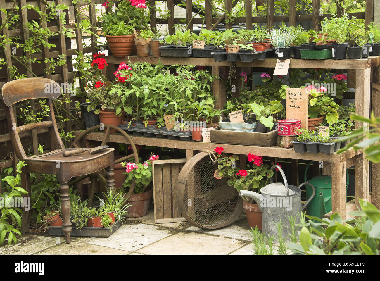 Garden plant stall in urban garden england UK May Stock Photo - Alamy