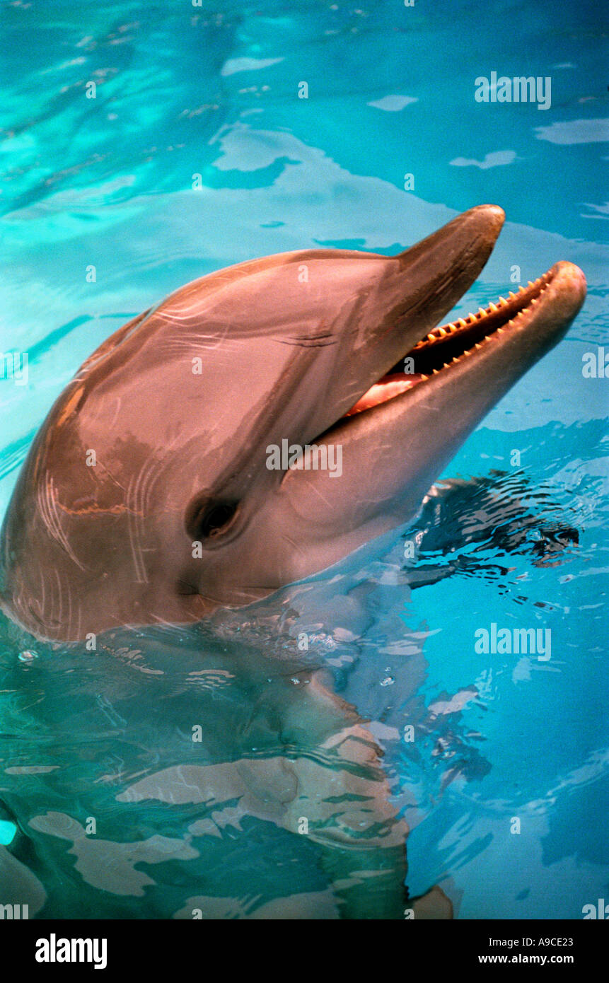 Dolphin laughing smiling Stock Photo - Alamy