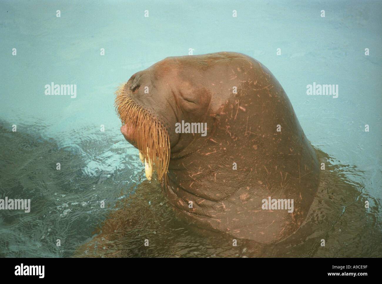 Walrus moustache hi-res stock photography and images - Alamy