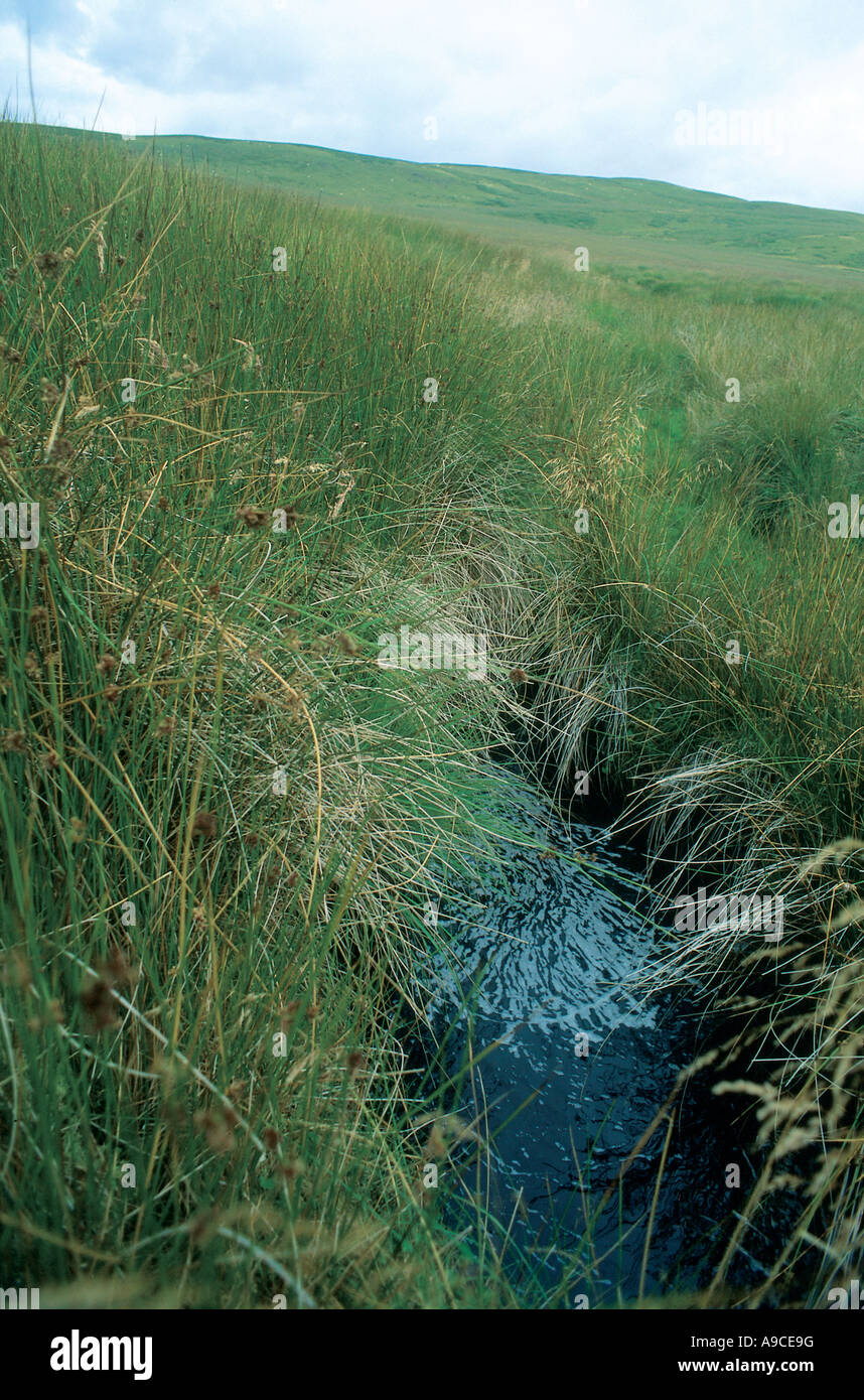 Tywi forest hi-res stock photography and images - Alamy