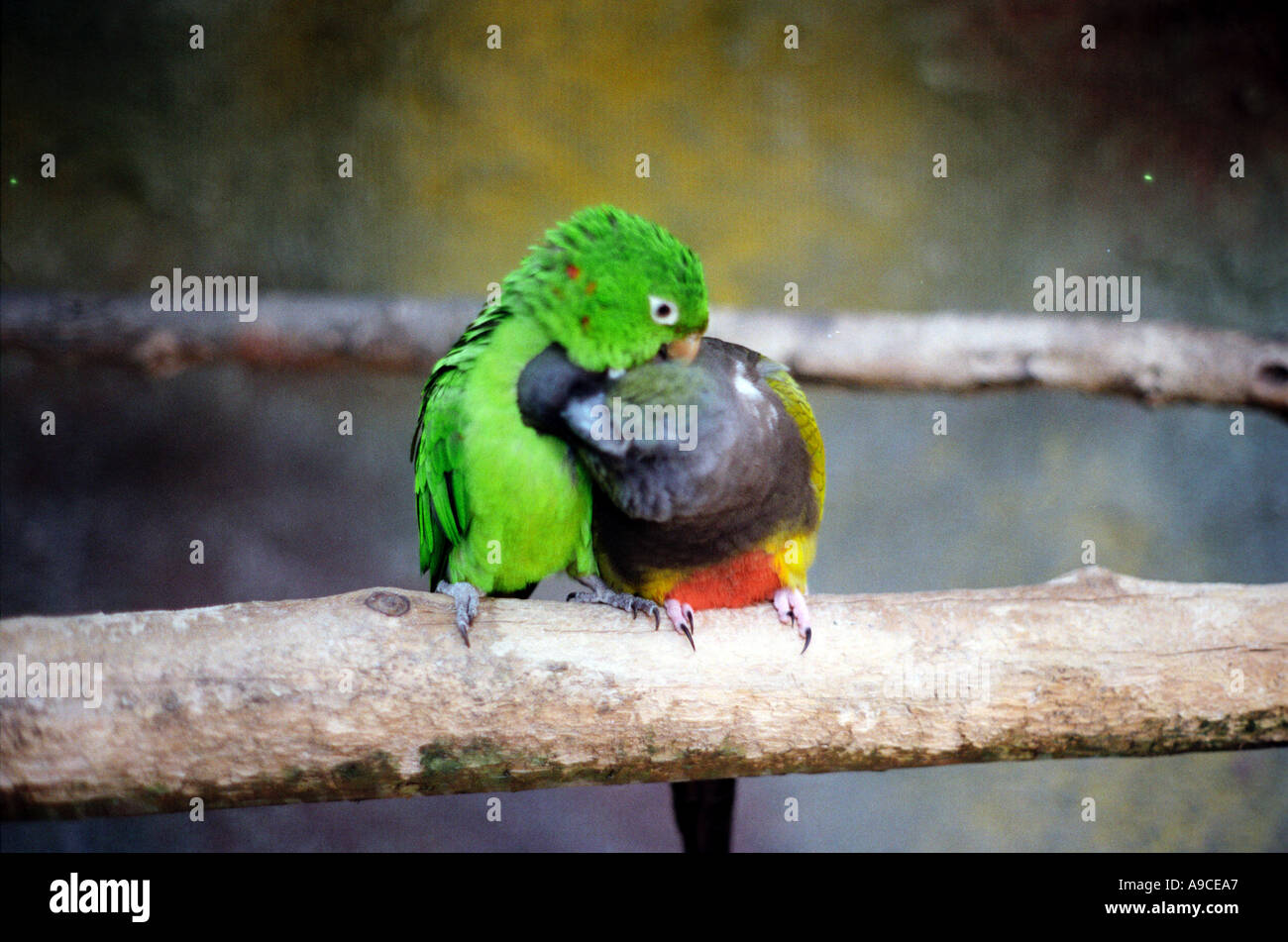 Parakeets exhibition hi-res stock photography and images - Alamy