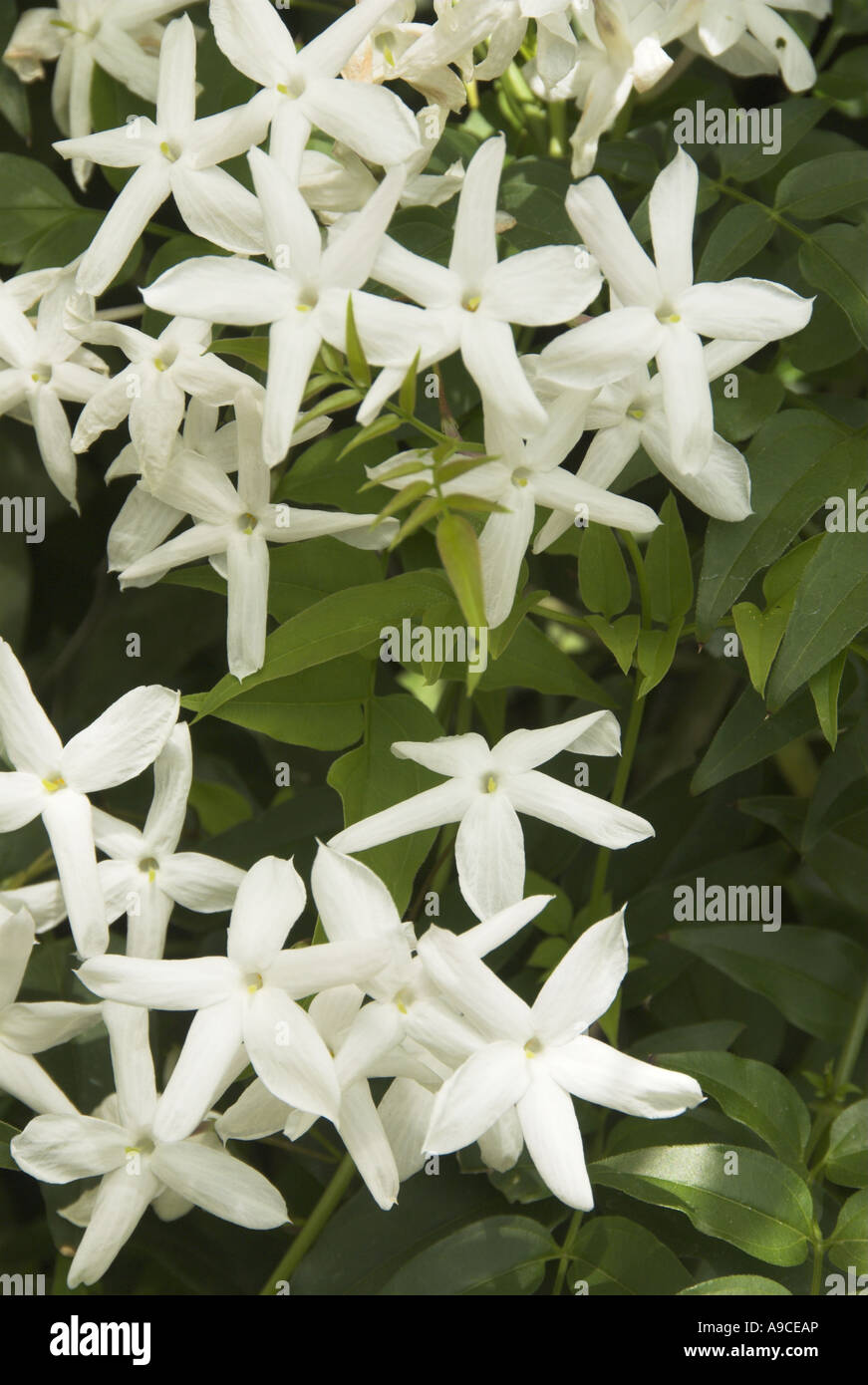 Jasmine in full flower Norfolk UK May Stock Photo - Alamy